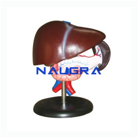 Liver Pancreas And Duodenum Model Liver Pancreas And Duodenum Model For Tvet Lab Liver