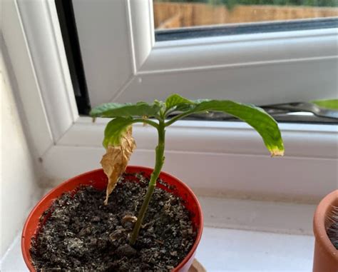 My Cheyenne Chilli Peppers Light Needs