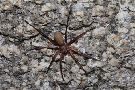 Joshua Tree Ca Desert Recluse Scrolller