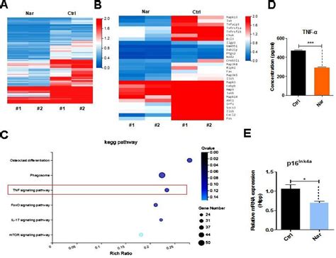 Tumor Necrosis Factor Tnf α Plays An Essential Role In Naringenin