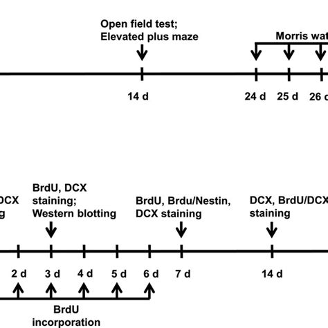 Schematic Representation Of Experimental Design Cerebral Ischemia Was Download Scientific