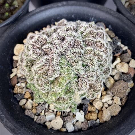 mammillaria sp cristata | EXOTIC PLANT Редкие коллекционные растения