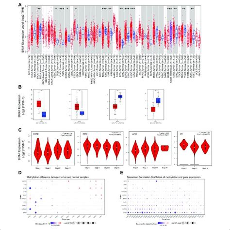 Braf Mutation Classification By Functional Impacts A Braf Download Scientific Diagram
