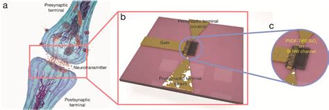 Neuromorphic Electronics Headed Toward Human Brain Efficiency Gianina