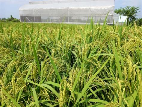 Rice Sustainable Farming And Sri System Of Rice Intensification