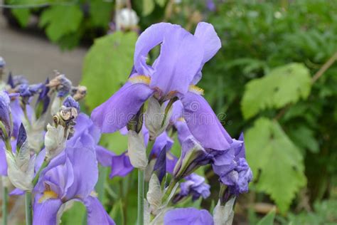 Iris Pianta Rizomatosa Perenne Della Famiglia Iris Iridaceae Bellissimo Fiore Fotografia Stock