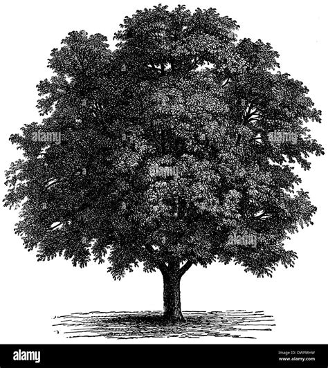 Walnut Drawing Hi Res Stock Photography And Images Alamy