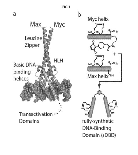 Synthetic Dna Binding Domain Peptides And Uses Thereof Eureka Patsnap