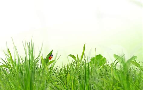 빨간색과 검은 색 무당 벌레 벽지 잔디 무당 벌레 봄 흰색 배경 곤충 Hd 데스크탑 벽지 Wallpaperbetter