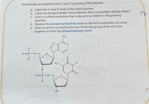 Solved Nucleotides Are Added To The 3′ End Of A Growing Dna