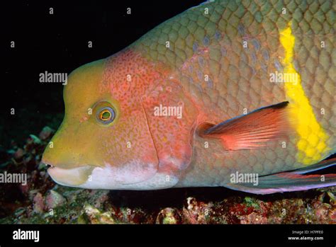 Streamer Hogfish Bodianus Diplotaenia A Supermale Or Terminal Male