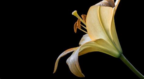 Plant Of The Week Surprise Lily Magic Lily