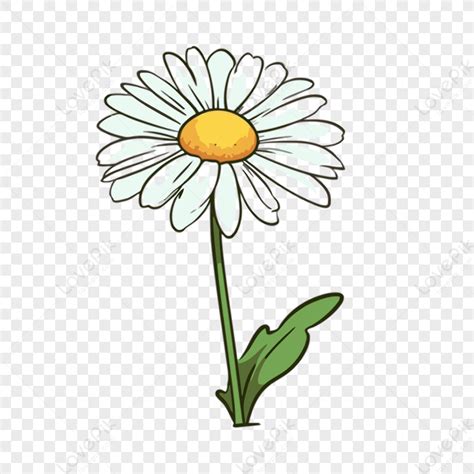 Simple Daisy Clipart Daisy Flower Cartoon Art Png Image And Clipart