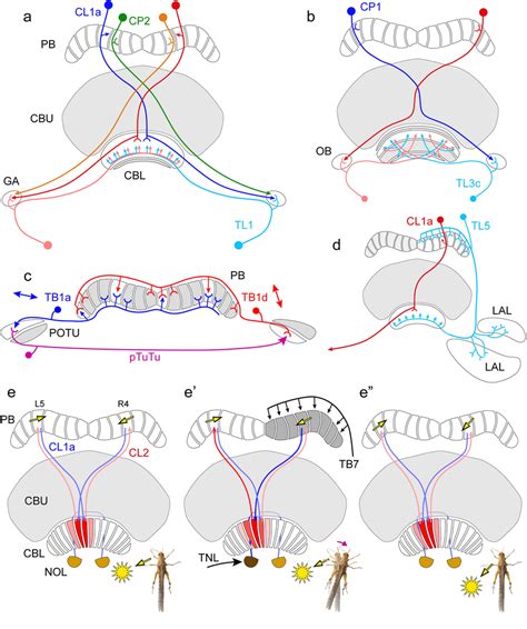 Recurrent Circuits And Lateral Interactions In The Compass Network Of