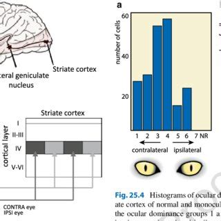 3 Columnar Organization Of The Striate Cortex The Structural And Download Scientific Diagram