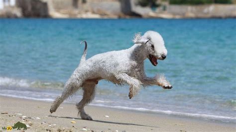 بدلینگتون تریر؛ عجیب‌ترین سگ دنیا که سرعت اسب را دارد و شبیه گوسفند است