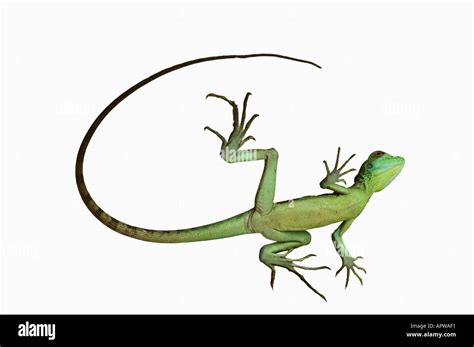 Basilisk Lizard Feet At Claire Hawes Blog