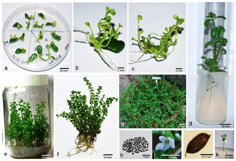 Figure 1 From In Vitro Propagation Phytochemical And