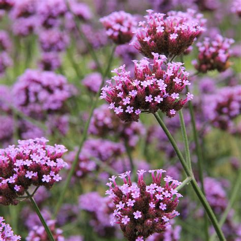 Verbena Eo And Fo Blend 348 Crafters Choice
