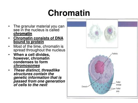 Ppt Cell Structure And Function Powerpoint Presentation Free