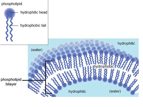 Biology The Plasma Membrane Shmoop Biology