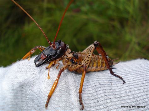 Giant Weta Bite Wētā New Zealand Invertebrates