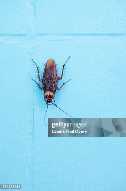 Blue Cockroach Photos And Premium High Res Pictures Getty Images