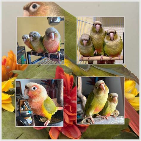 Greencheek Conures Pineapple