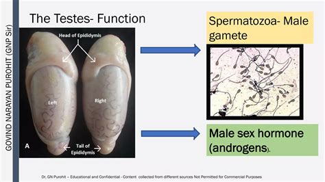 Male Reproductive Organs Anatomy And Physiology Pdf