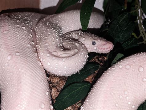 Python Reptil Schlange Kostenloses Foto Auf Pixabay