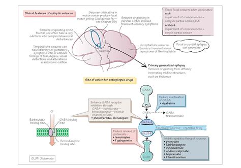 Neurophysiological Disorders Epilepsy Pediagenosis
