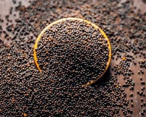Mustard Seed Supplier And Exporter From India Dhanraj Enterprise