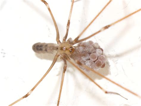 Bugblog Pholcus Phalangioides The Daddy Long Leg Spider