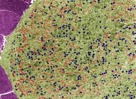 Megakaryocyte Bone Marrow Cell Tem Stock Image C0389946 Science