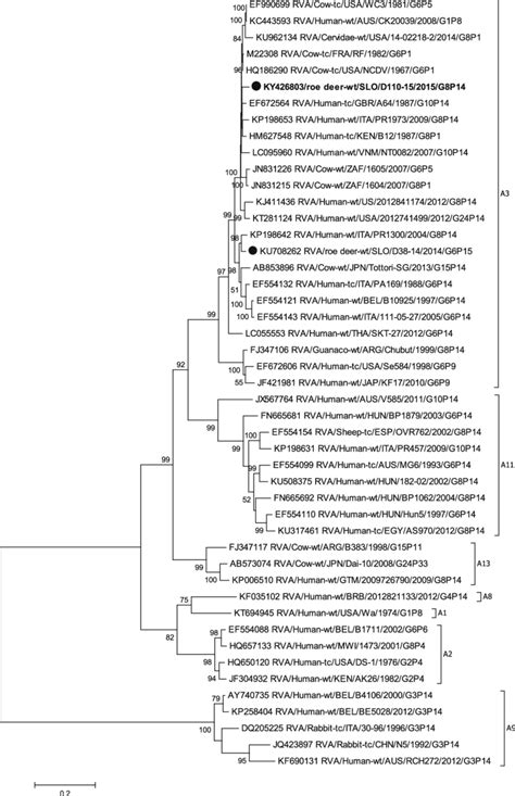 the maximum likelihood phylogenetic tree on nsp1 segment bootstrap