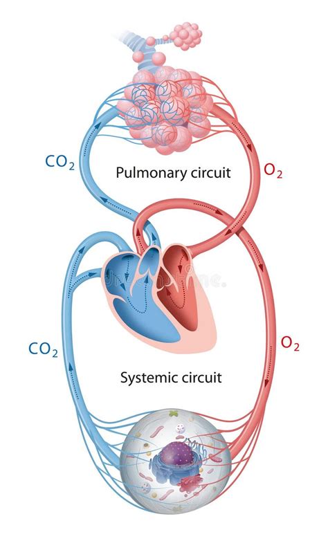 Right Atrium Stock Illustrations 932 Right Atrium Stock Illustrations