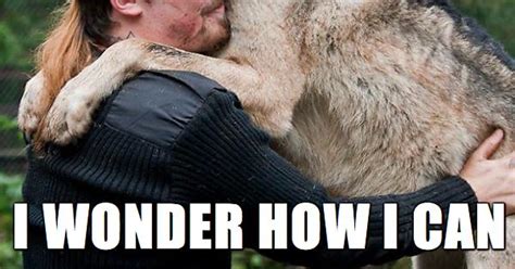 Thoughtful Wolf Thinks About The Future Meme On Imgur