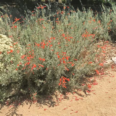 California Fuchsia Plants Express