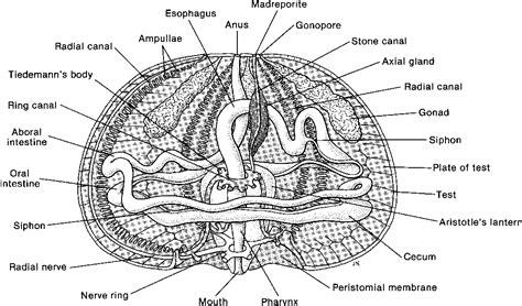 Sea Urchin Diagram