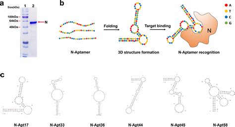 Inhibition Of Sars Cov 2 Replication By A Ssdna Aptamer Targeting The Nucleocapsid Protein
