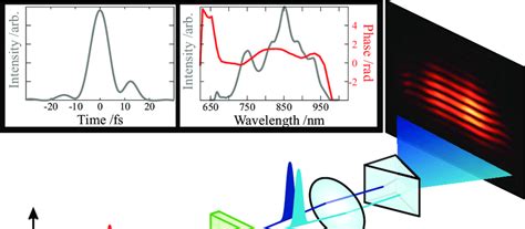 The Spatially Encoded Arrangement For Spider Sea Spider Allows The Download Scientific