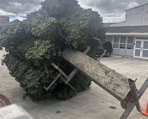 Minecraft Movie Tree Prop Spotted Gonintendo Minecraft Movie Tree Prop Spotted Gonintendo