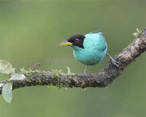 Green Honeycreeper Chlorophanes Spiza Male Stock Image Image Of
