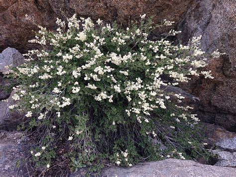 Ocean Spray Holodiscus Discolor Growing Guide