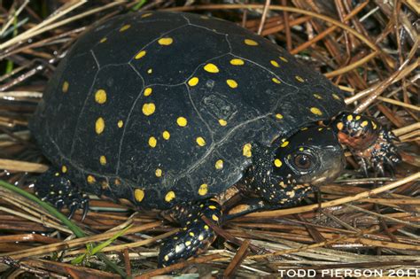 Spotted Turtle Matbio Reptiles And Amphibians Matanzas Biodiversity