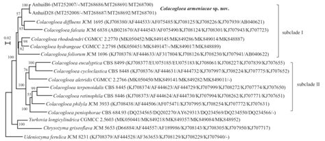 phylogenetic tree drawn from the maximum likelihood analysis of
