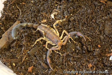 Tityus Asthenes Skorpione Tityuss Webseite