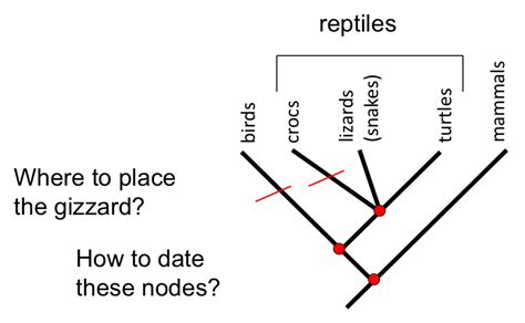 If We Use An Incorrect Phylogeny For Example One Based On A