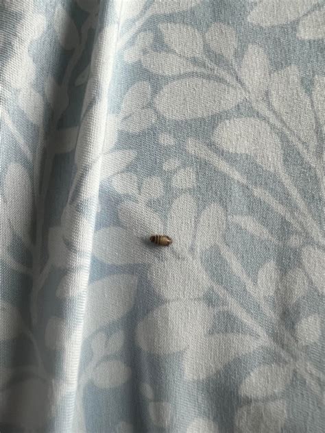 What Insectbug Is This Seattlewa Rinsect