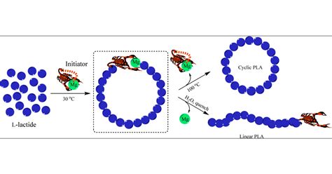 Synthesis Of Linear To Cyclic Polylactide Via A One Pot Step Wise Ring Opening Polymerization